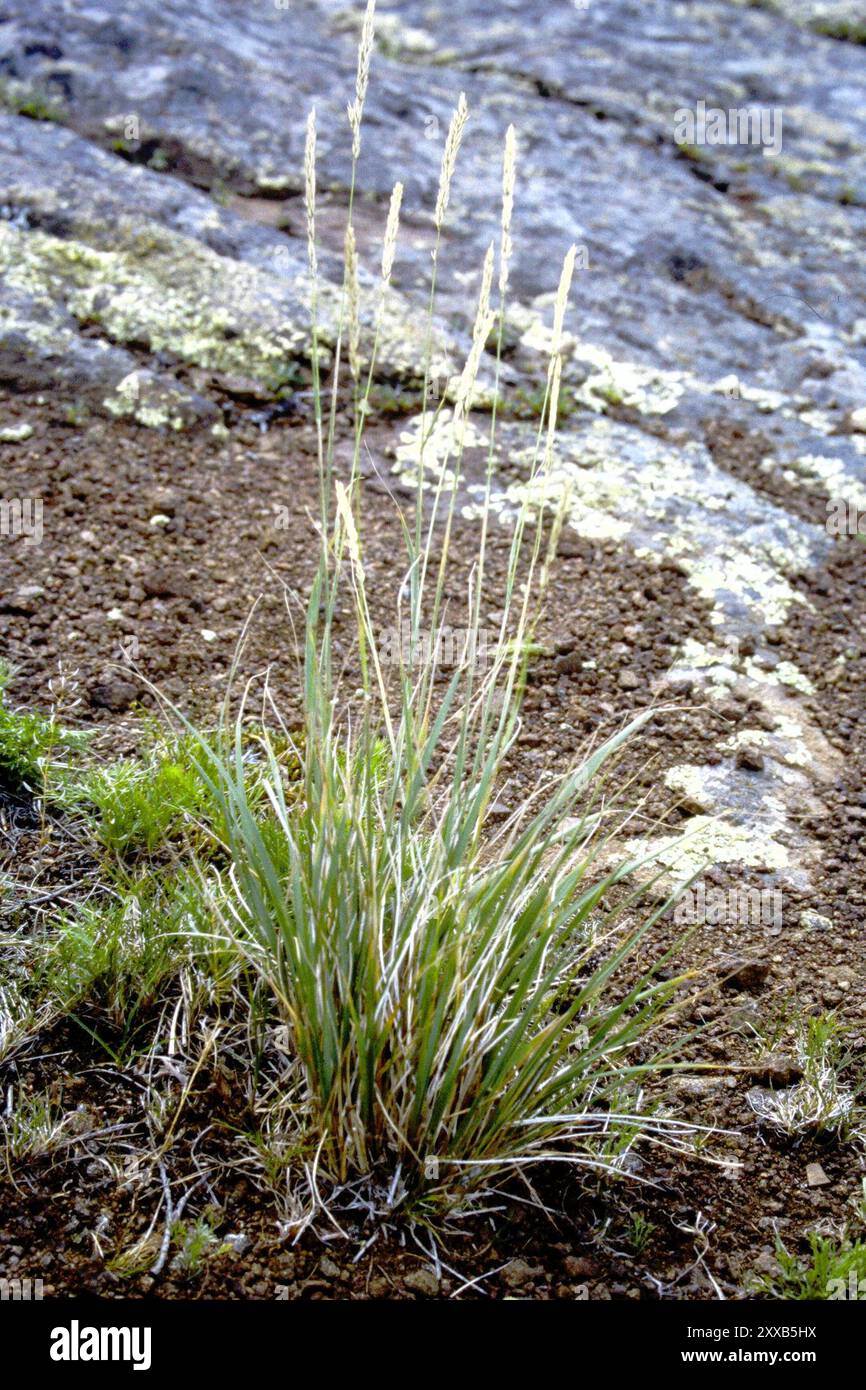 Purple Reedgrass (Calamagrostis purpurascens) Plantae Stock Photo - Alamy