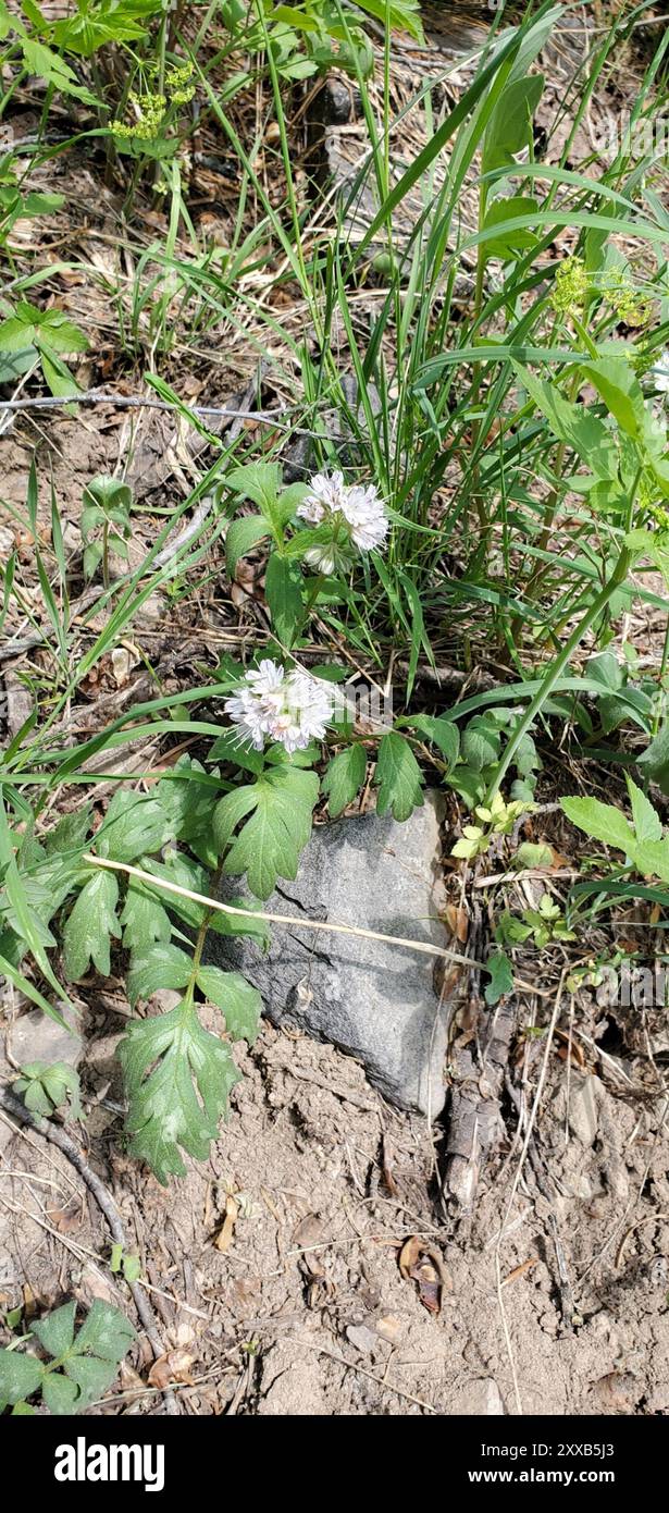 western waterleaf (Hydrophyllum occidentale) Plantae Stock Photo - Alamy