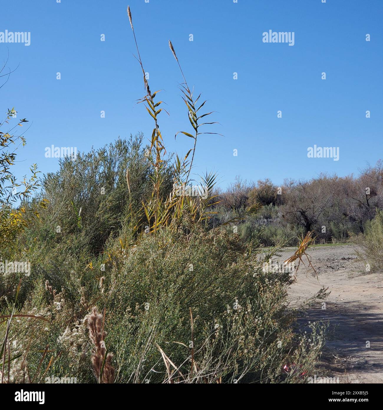 giant reed (Arundo donax) Plantae Stock Photo - Alamy