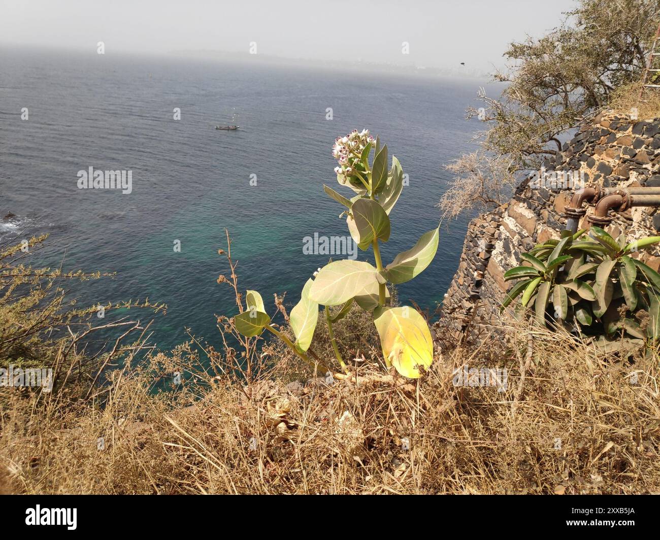giant milkweed (Calotropis procera) Plantae Stock Photo - Alamy