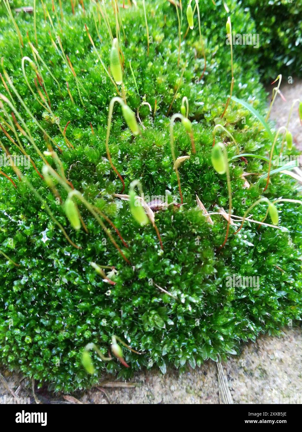 Capillary Thread-moss (Ptychostomum capillare) Plantae Stock Photo - Alamy