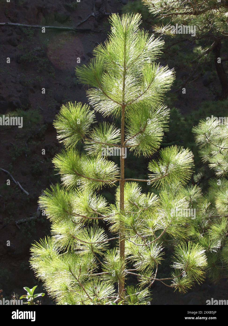 Canary Island pine (Pinus canariensis) Plantae Stock Photo - Alamy