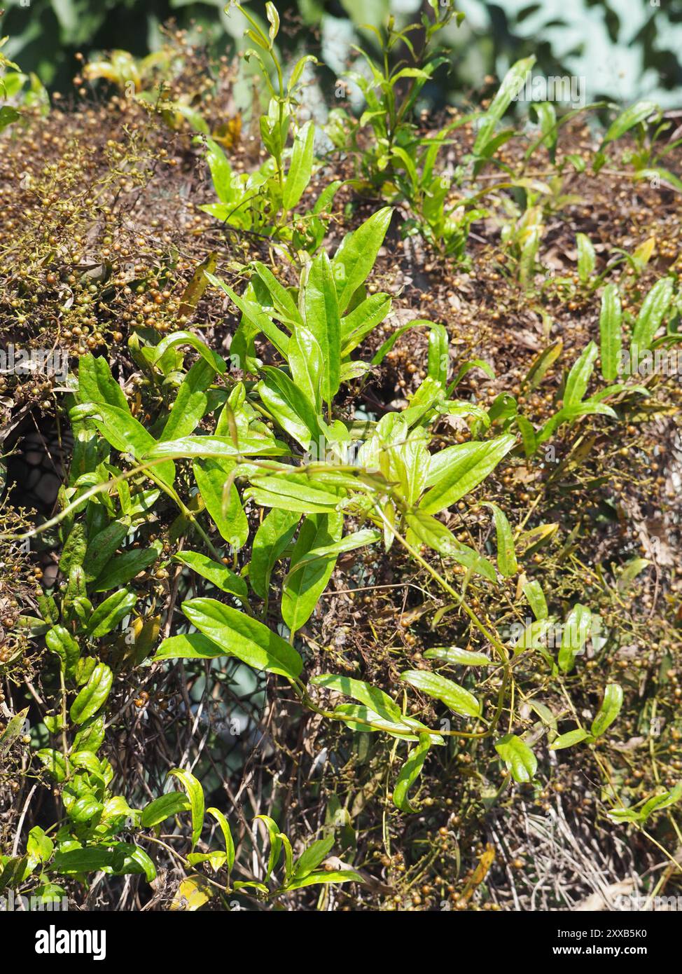 skunk vine (Paederia foetida) Plantae Stock Photo - Alamy