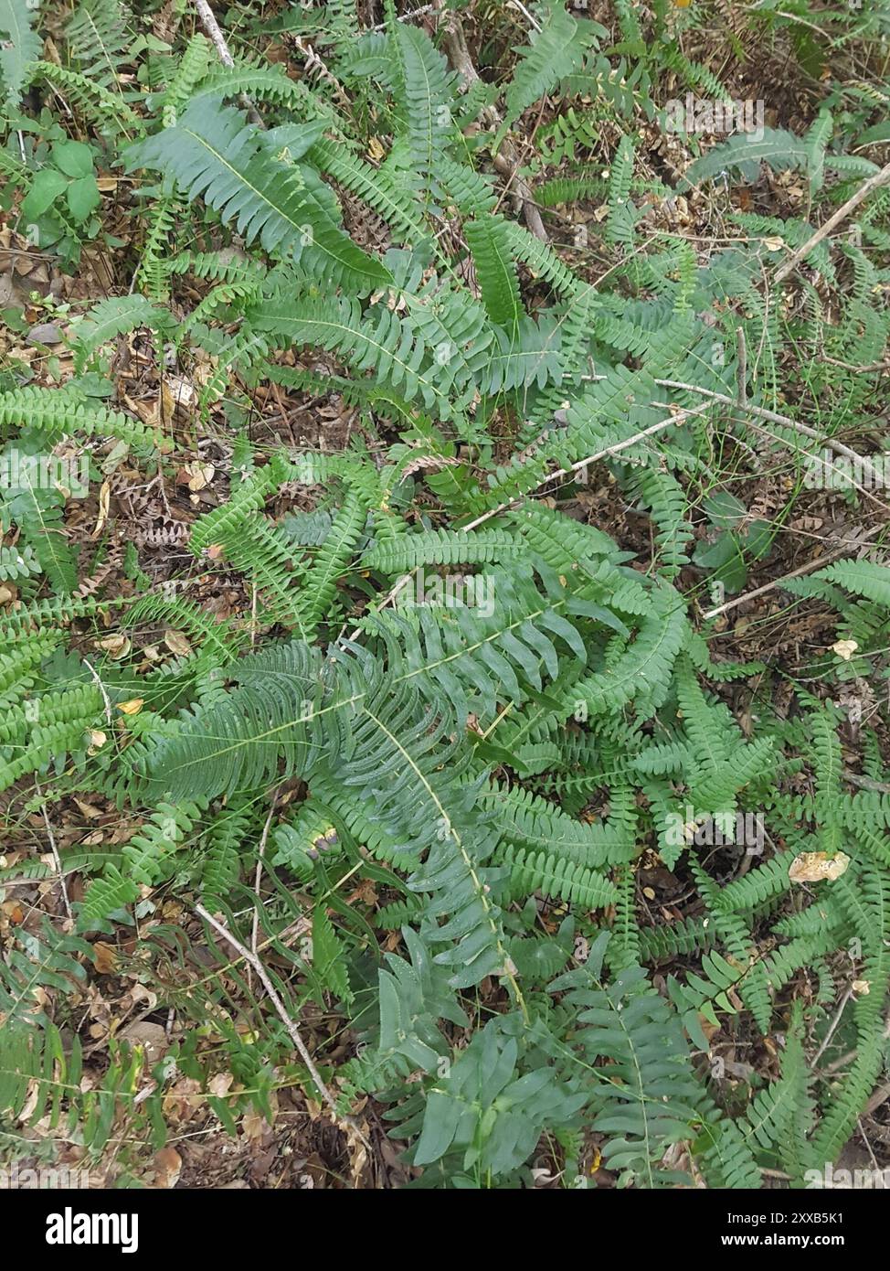 little hard fern (Blechnum penna-marina) Plantae Stock Photo - Alamy