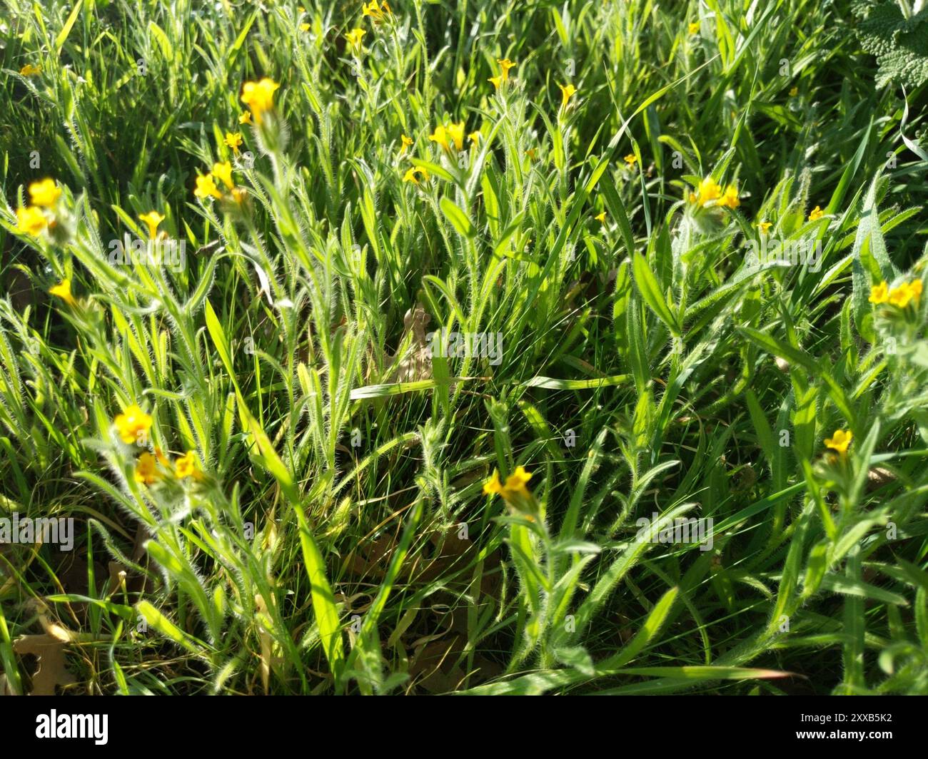 Common Fiddleneck (Amsinckia menziesii) Plantae Stock Photo - Alamy