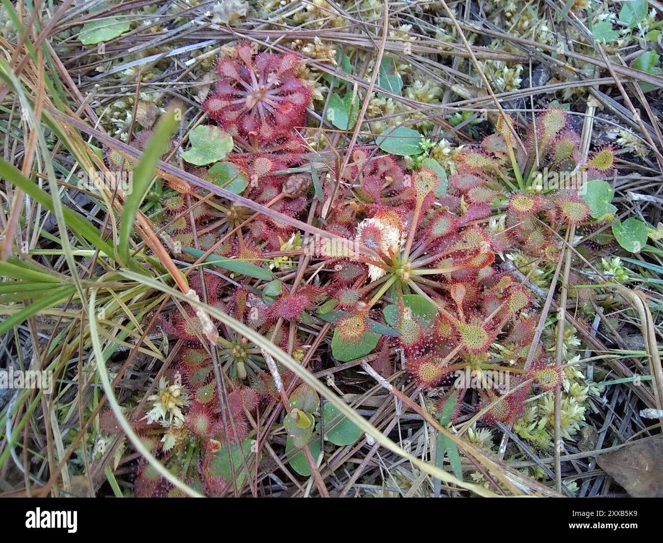 Pink Sundew (Drosera capillaris) Plantae Stock Photo - Alamy
