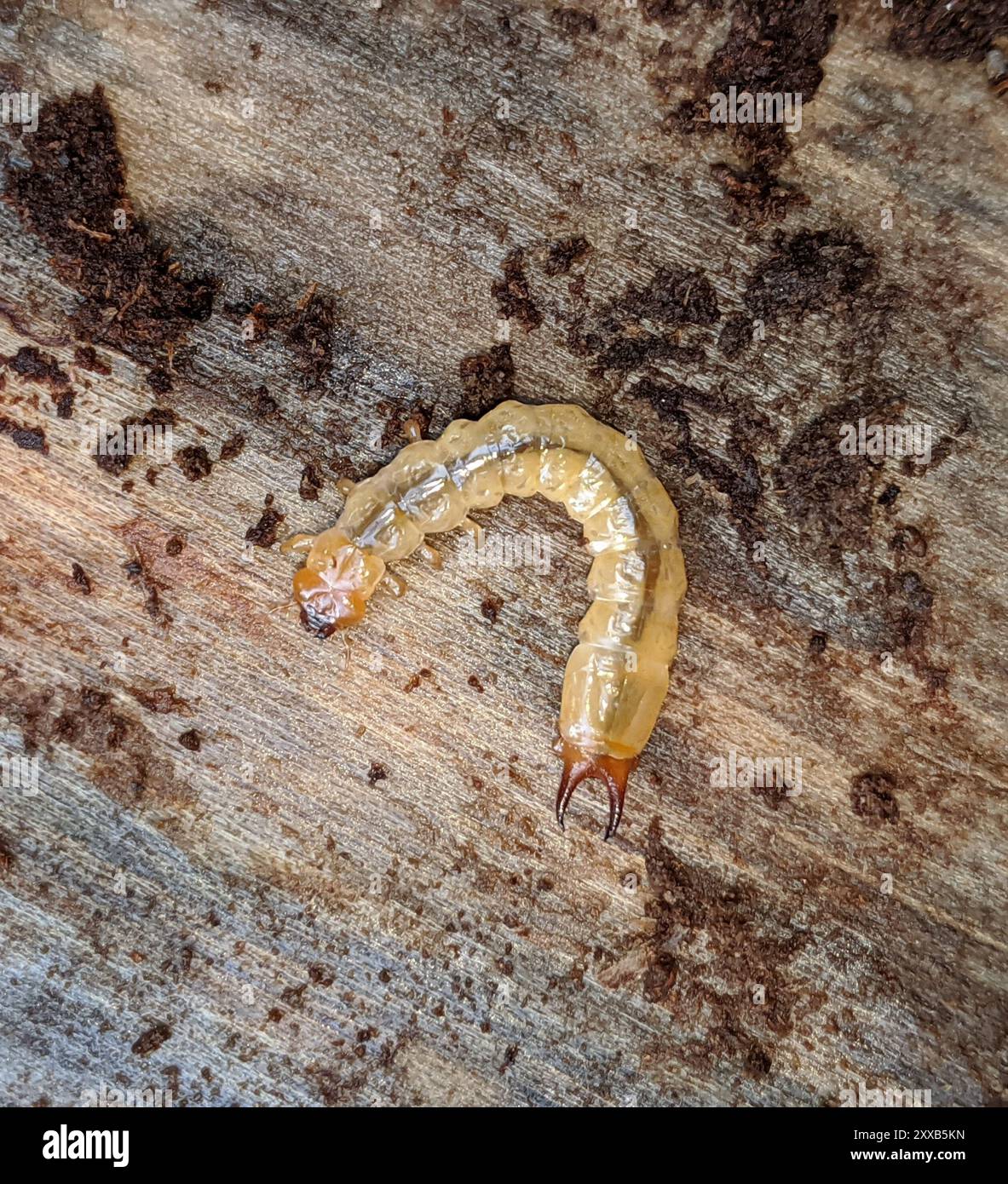 Ephemeroides hi-res stock photography and images - Alamy