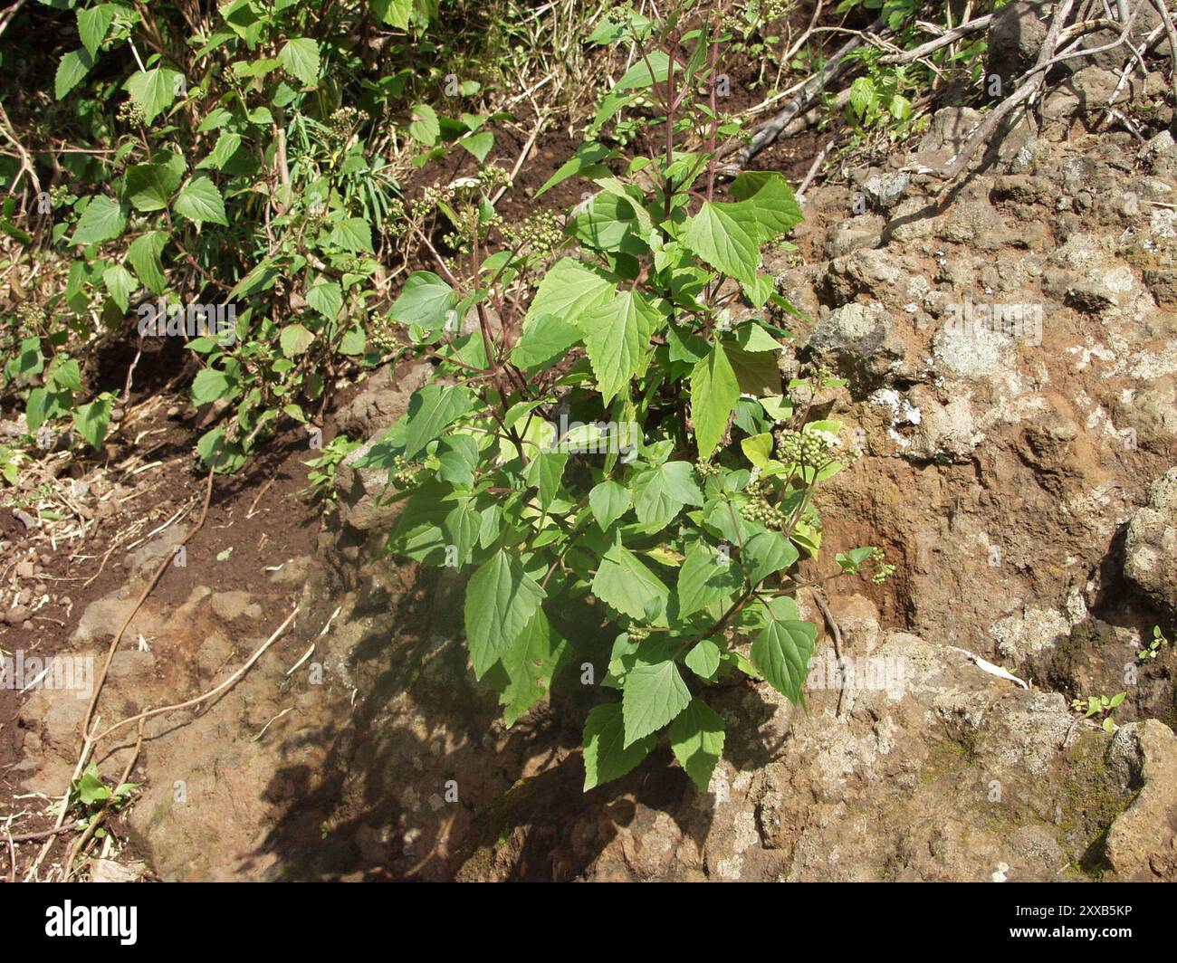 Crofton Weed (Ageratina adenophora) Plantae Stock Photo - Alamy