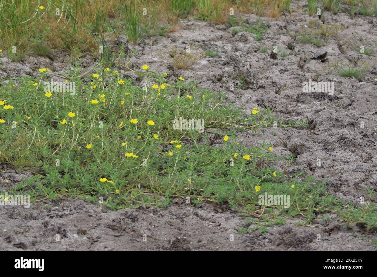 floating primrose-willow (Ludwigia peploides) Plantae Stock Photo - Alamy
