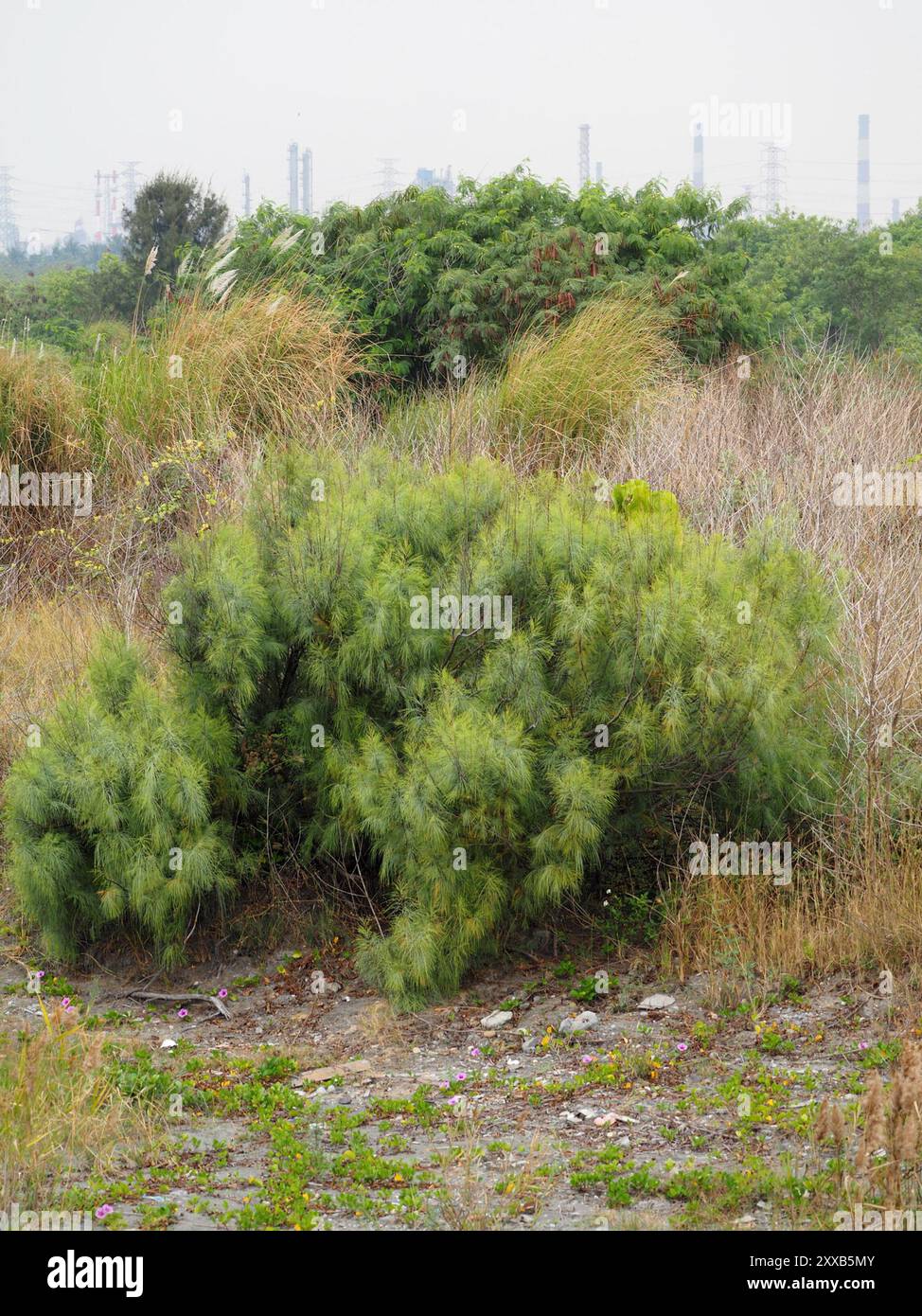 athel tamarisk (Tamarix aphylla) Plantae Stock Photo - Alamy