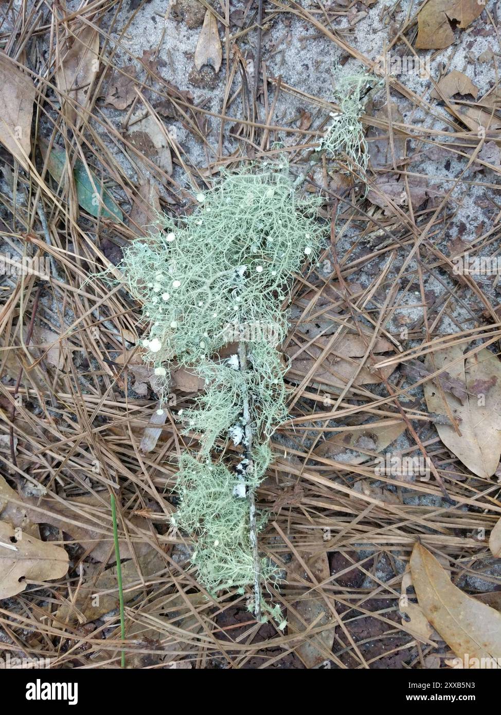 Bushy beard lichen (Usnea strigosa) Fungi Stock Photo - Alamy