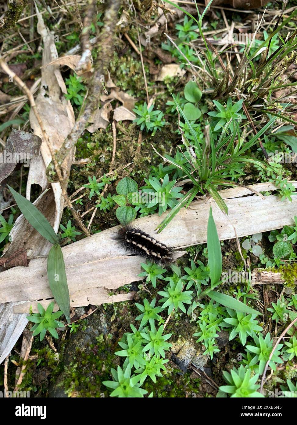 Tiger Moths (Arctiini) Insecta Stock Photo - Alamy