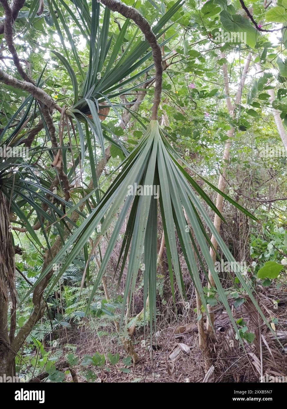 screwpines (Pandanus) Plantae Stock Photo - Alamy