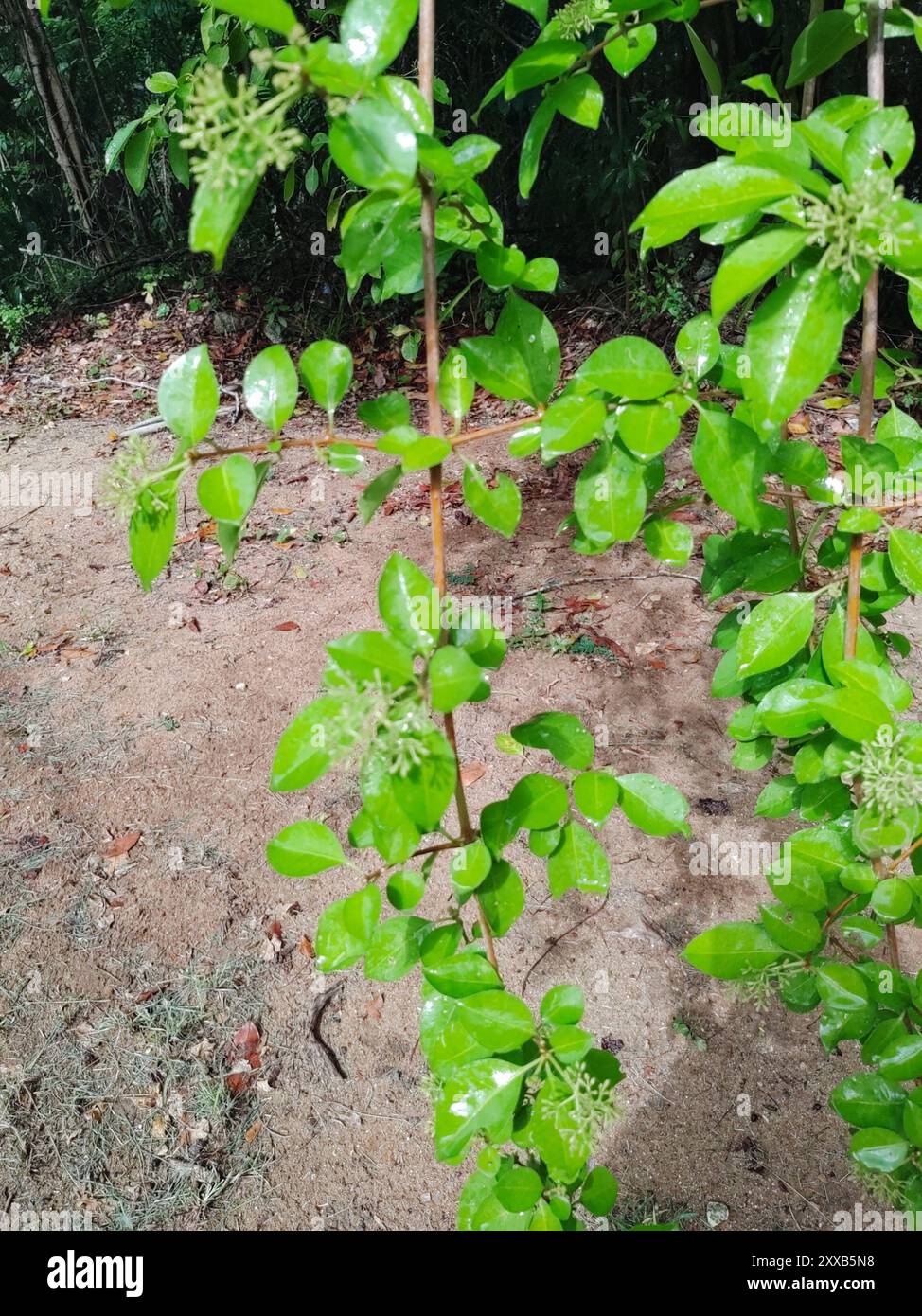 Native Bougainvillea (Pisonia aculeata) Plantae Stock Photo - Alamy