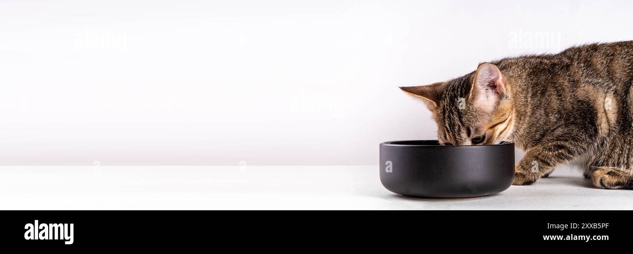 Cute adorable tabby striped mongrel kitten eats kibble food from bowl ...