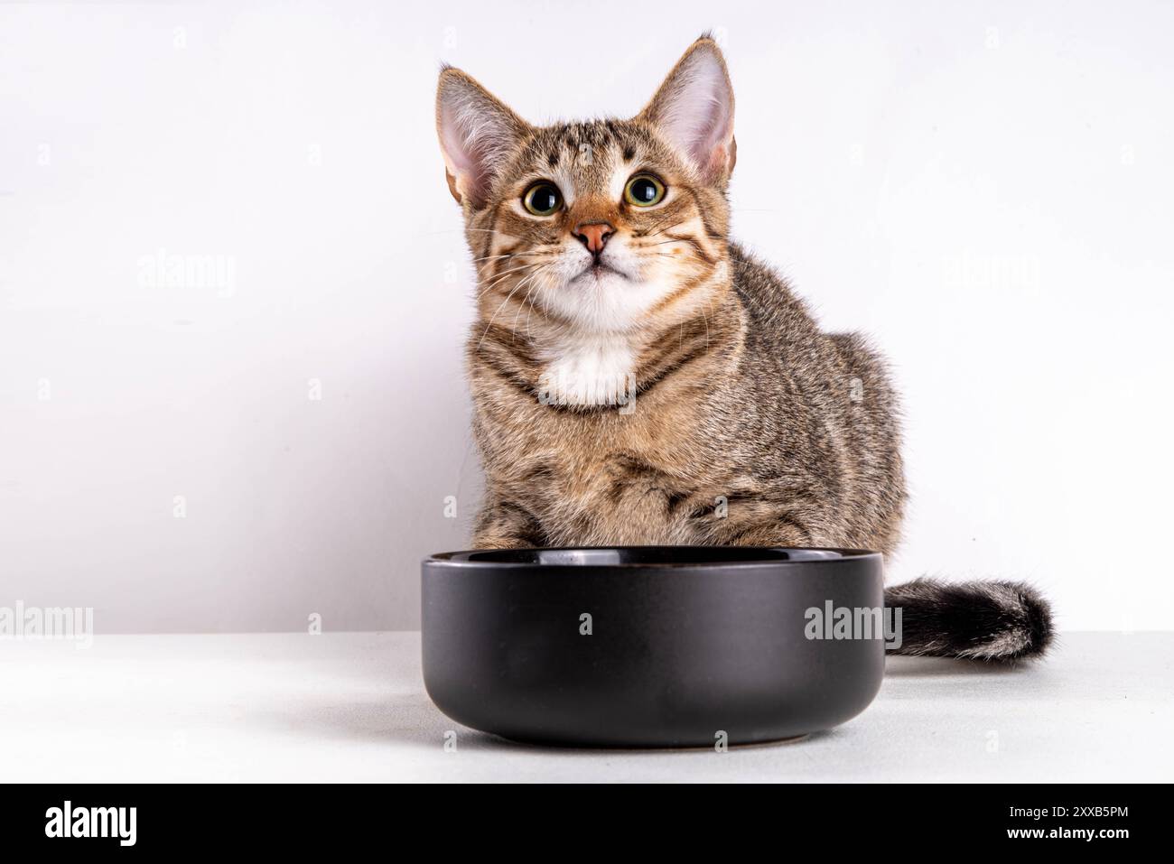 Cute adorable tabby striped mongrel kitten eats kibble food from bowl ...