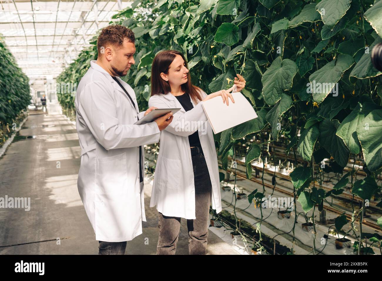 Scientists are conducting a detailed analysis of plant growth within a ...