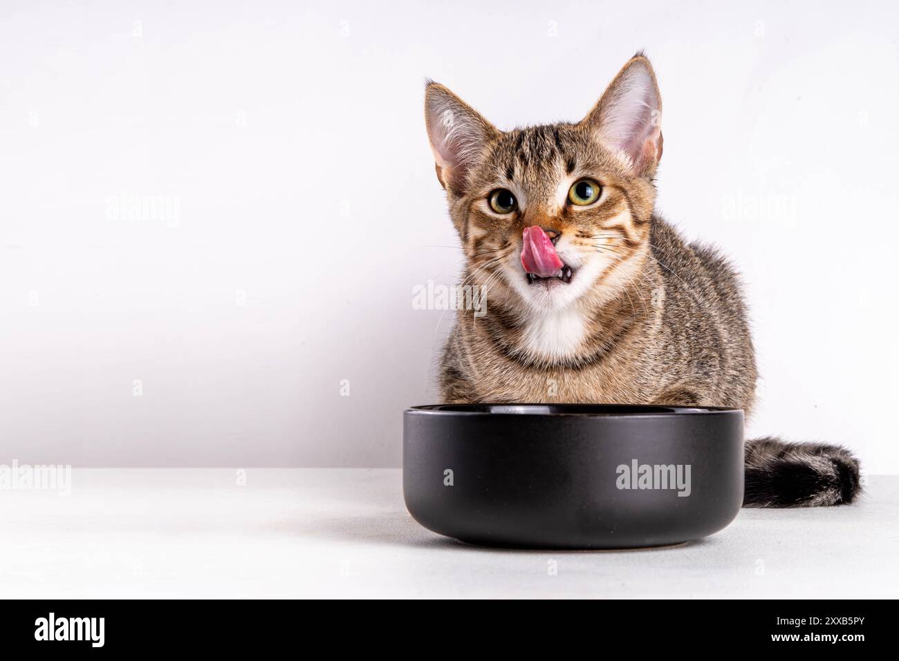 Cute adorable tabby striped mongrel kitten eats kibble food from bowl ...