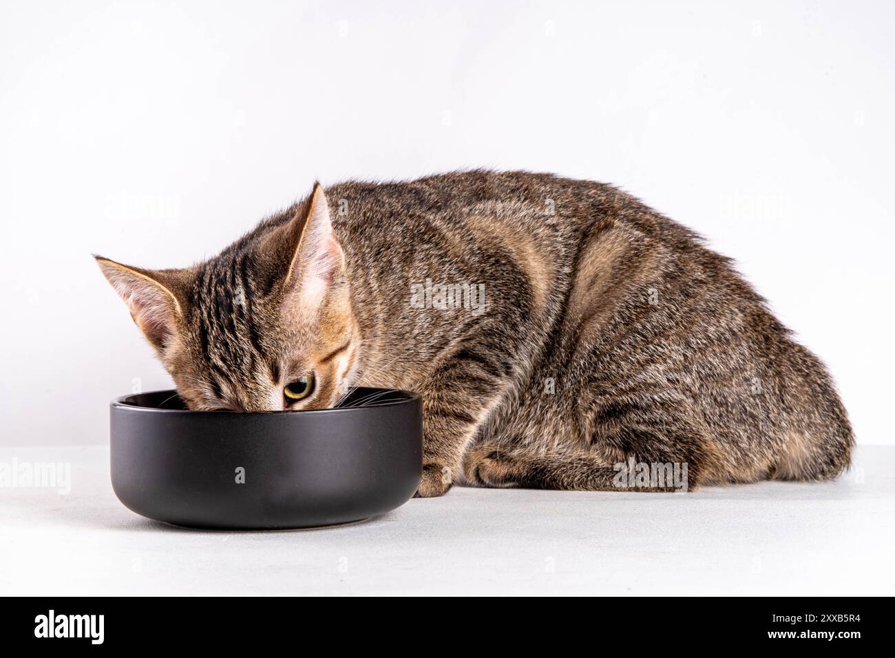 Cute adorable tabby striped mongrel kitten eats kibble food from bowl ...