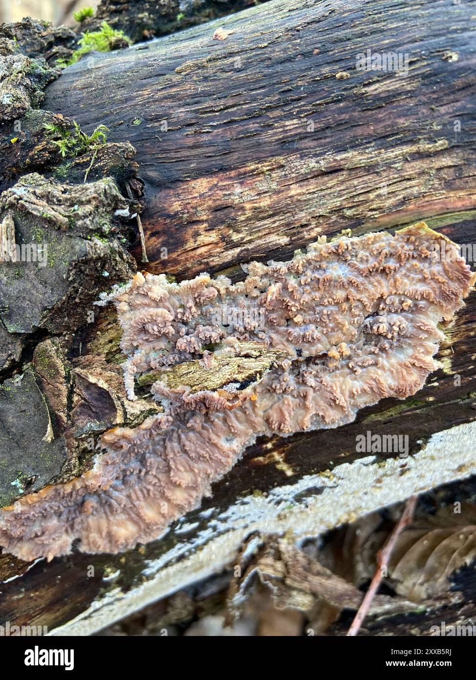Wrinkled Crust (Phlebia radiata) Fungi Stock Photo - Alamy