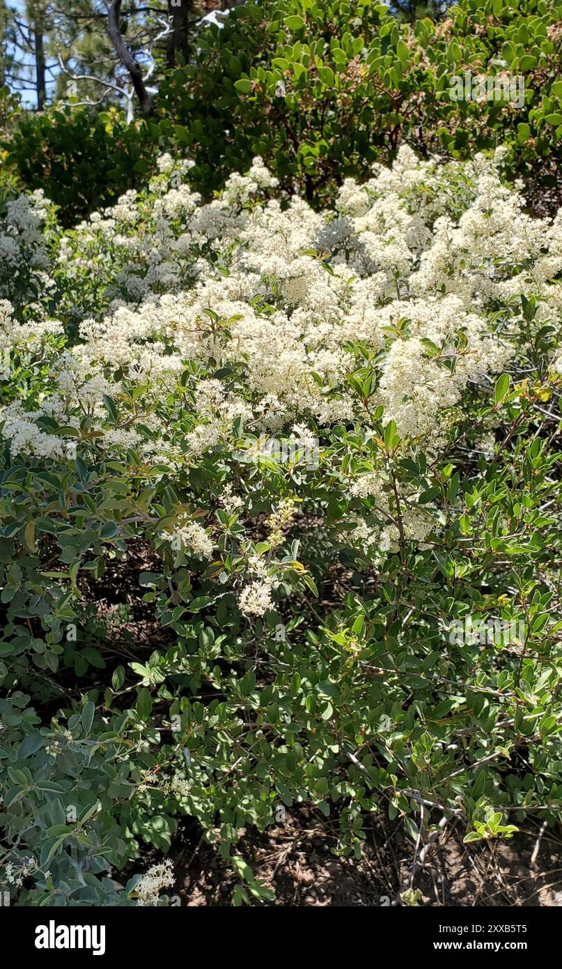 mountain whitethorn (Ceanothus cordulatus) Plantae Stock Photo - Alamy
