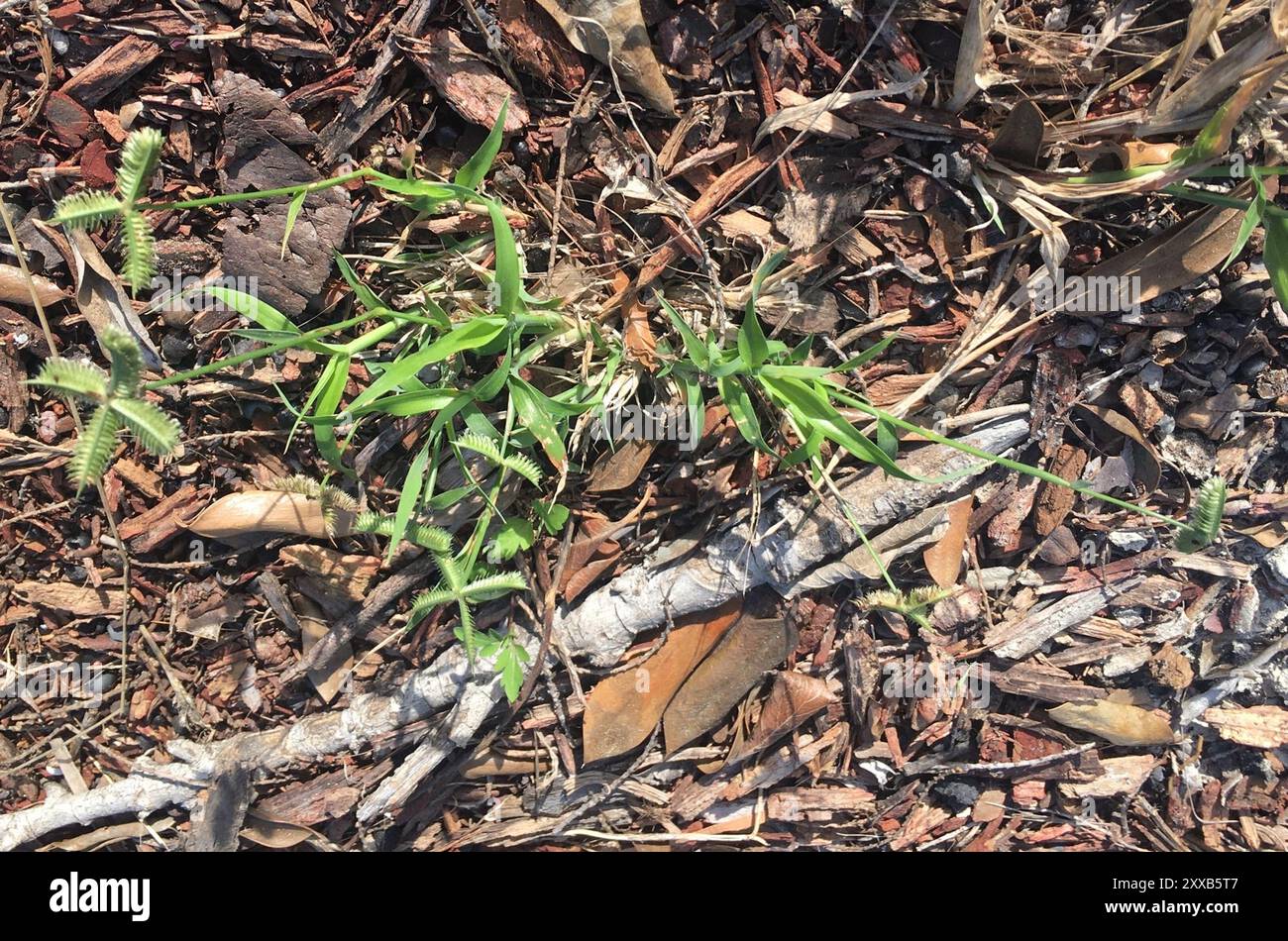crowsfoot grasses (Dactyloctenium) Plantae Stock Photo - Alamy