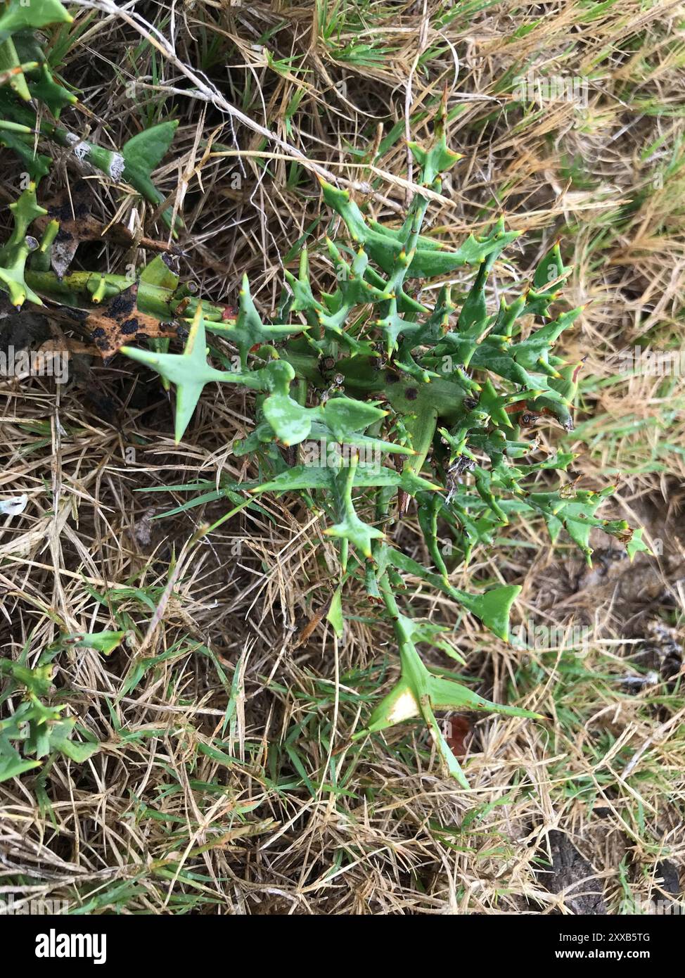 Anchor plant (Colletia paradoxa) Plantae Stock Photo - Alamy