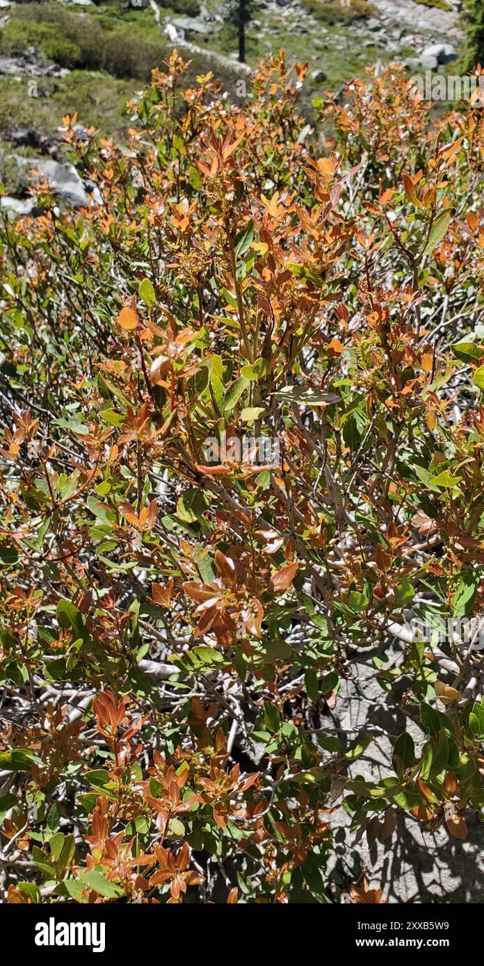 huckleberry oak (Quercus vacciniifolia) Plantae Stock Photo - Alamy