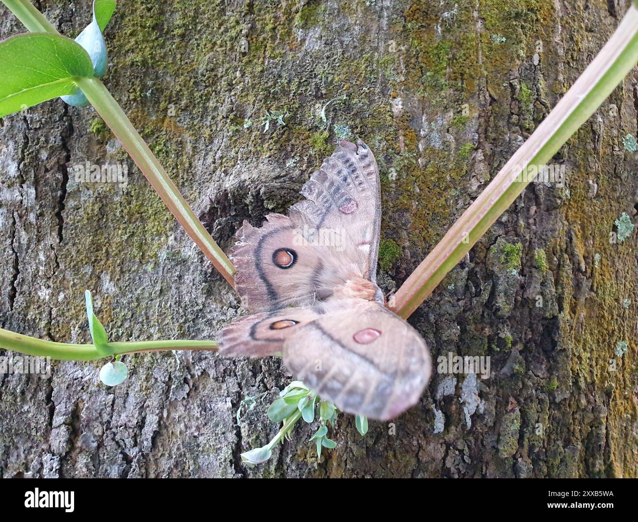 Emperor Gum Moth (Opodiphthera eucalypti) Insecta Stock Photo - Alamy