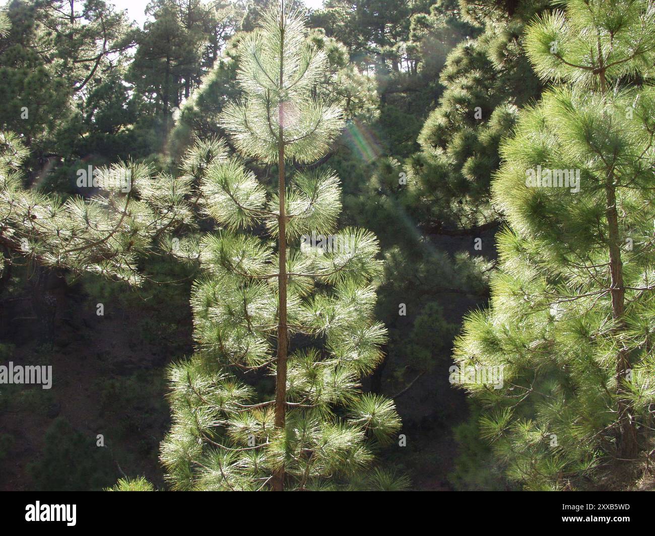 Canary Island pine (Pinus canariensis) Plantae Stock Photo - Alamy