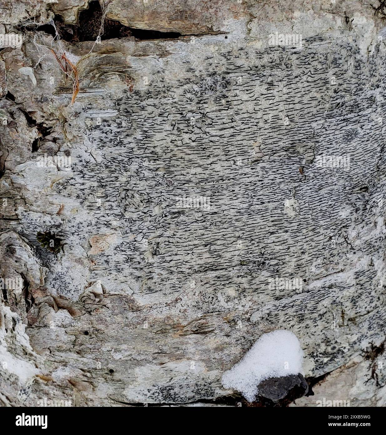 Common Script Lichen (Graphis scripta) Fungi Stock Photo - Alamy