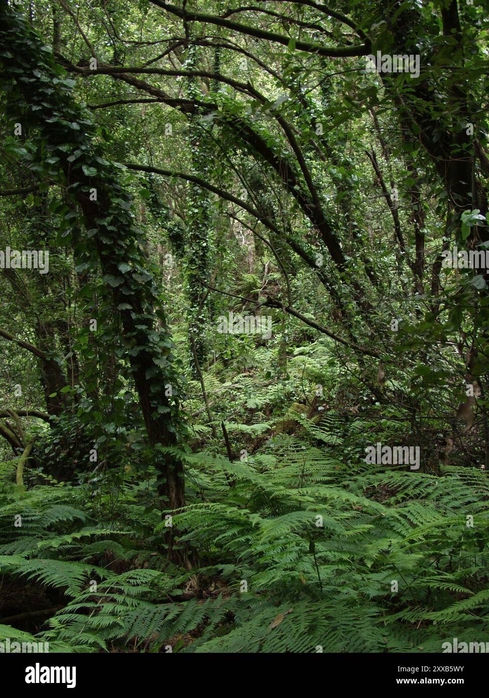 Canary Islands Ivy (Hedera canariensis) Plantae Stock Photo - Alamy