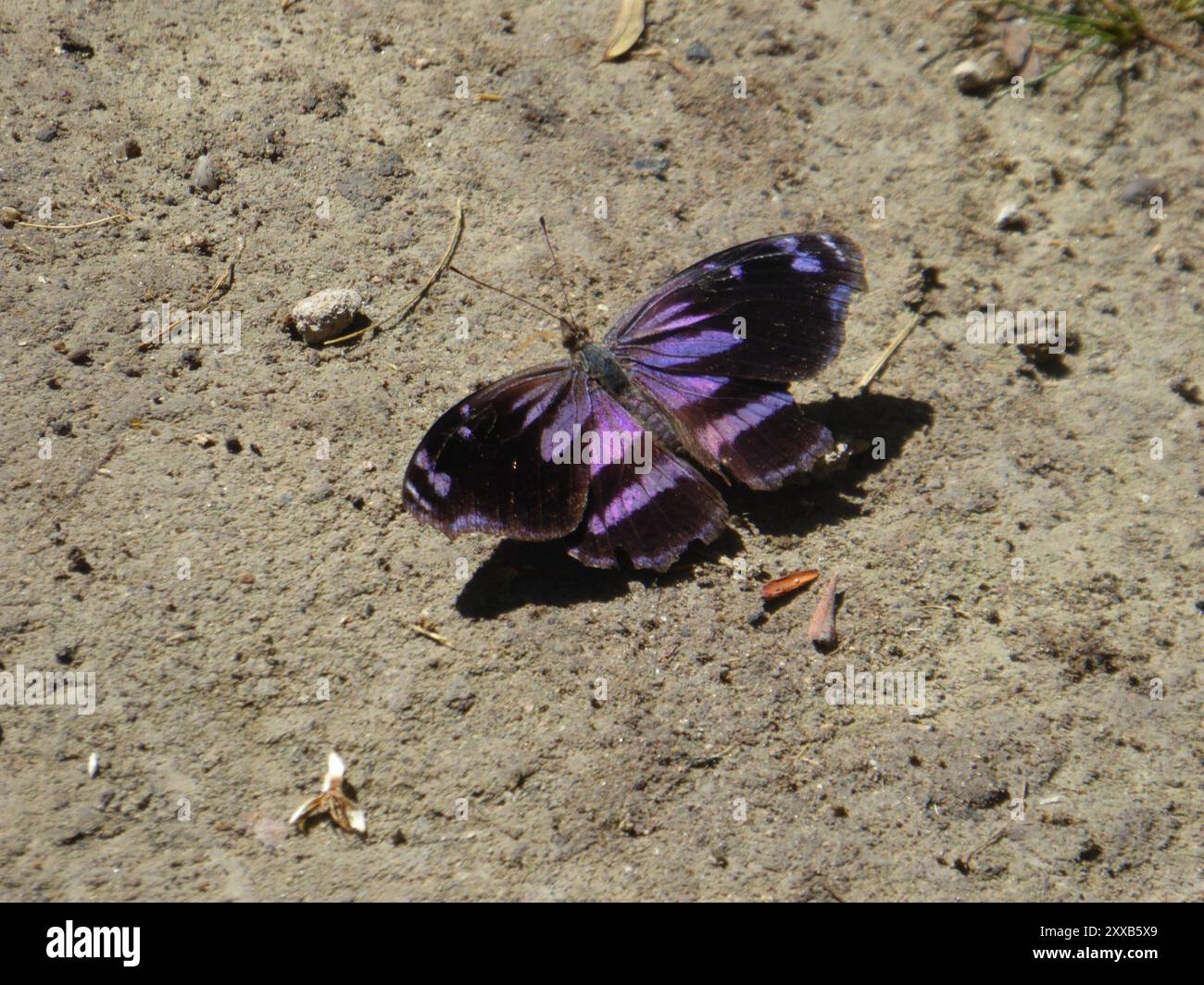 Blackened Bluewing (Myscelia cyananthe) Insecta Stock Photo - Alamy
