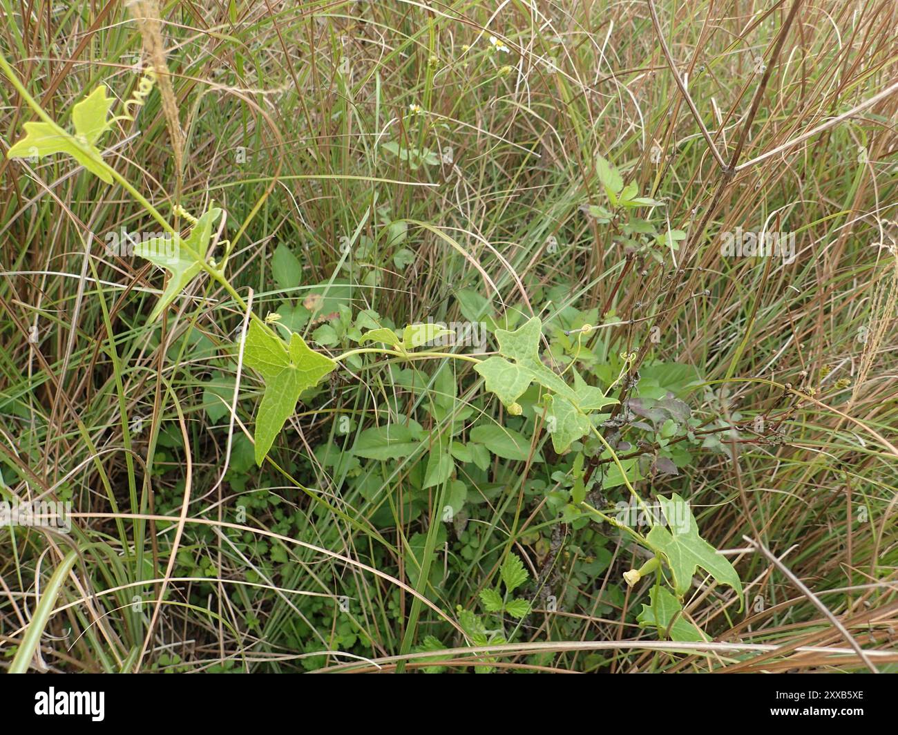 (Solena amplexicaulis) Plantae Stock Photo - Alamy
