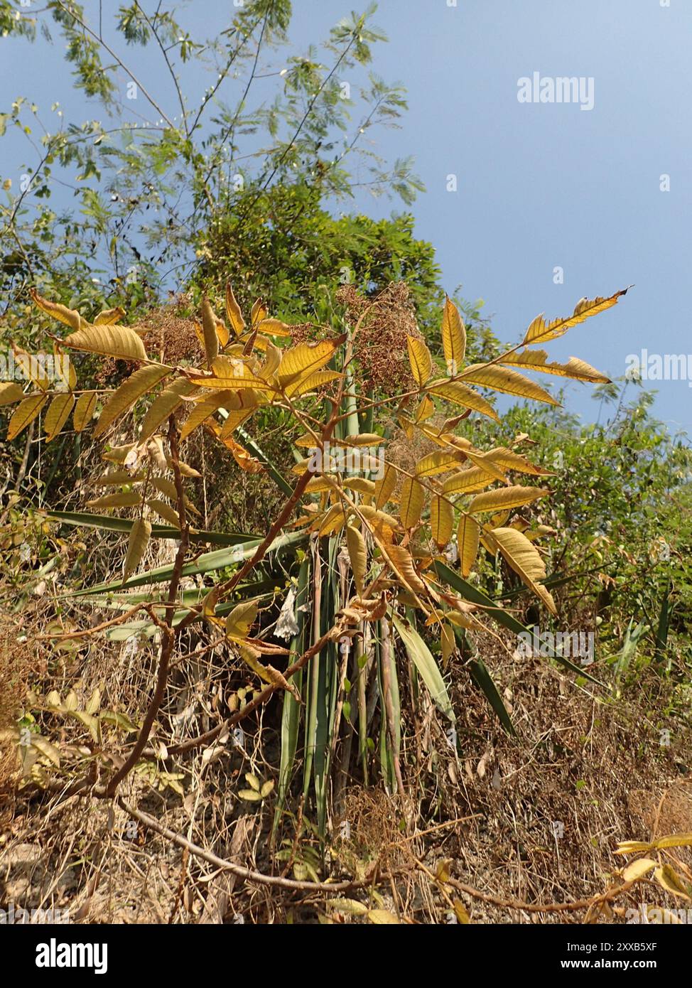 (Rhus chinensis roxburghii) Plantae Stock Photo - Alamy