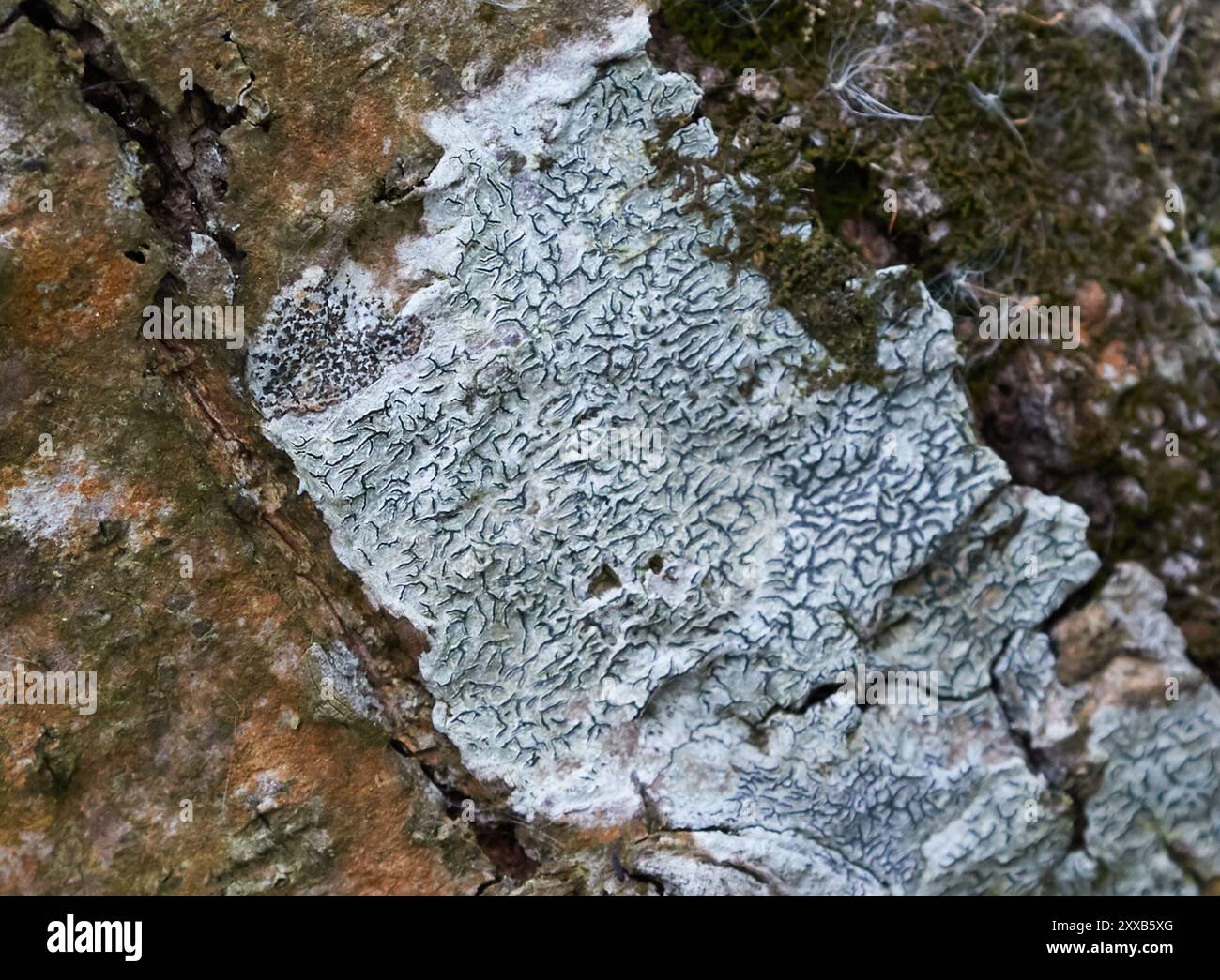 Common Script Lichen (Graphis scripta) Fungi Stock Photo - Alamy