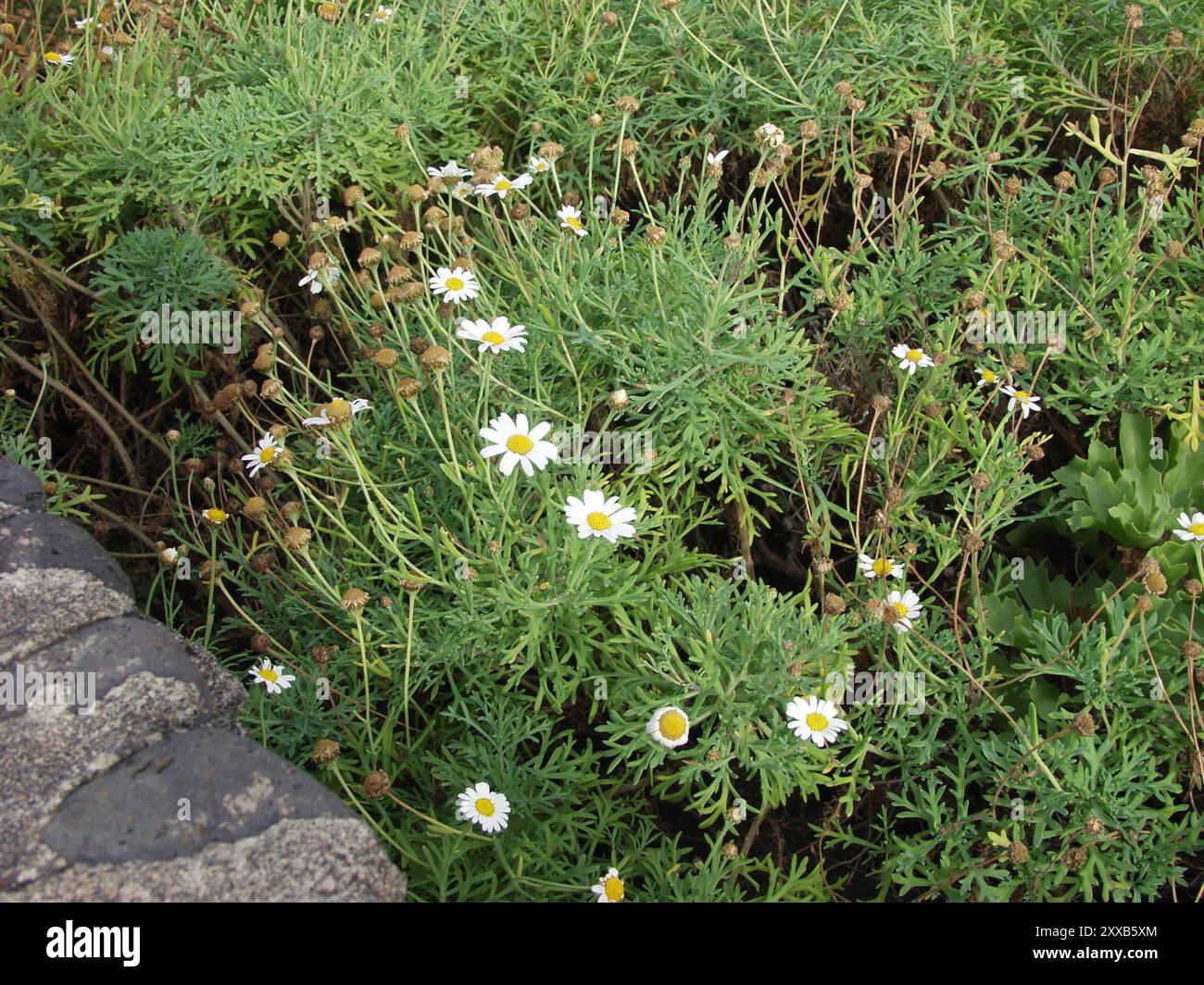 Marguerite daisy (Argyranthemum frutescens) Plantae Stock Photo - Alamy