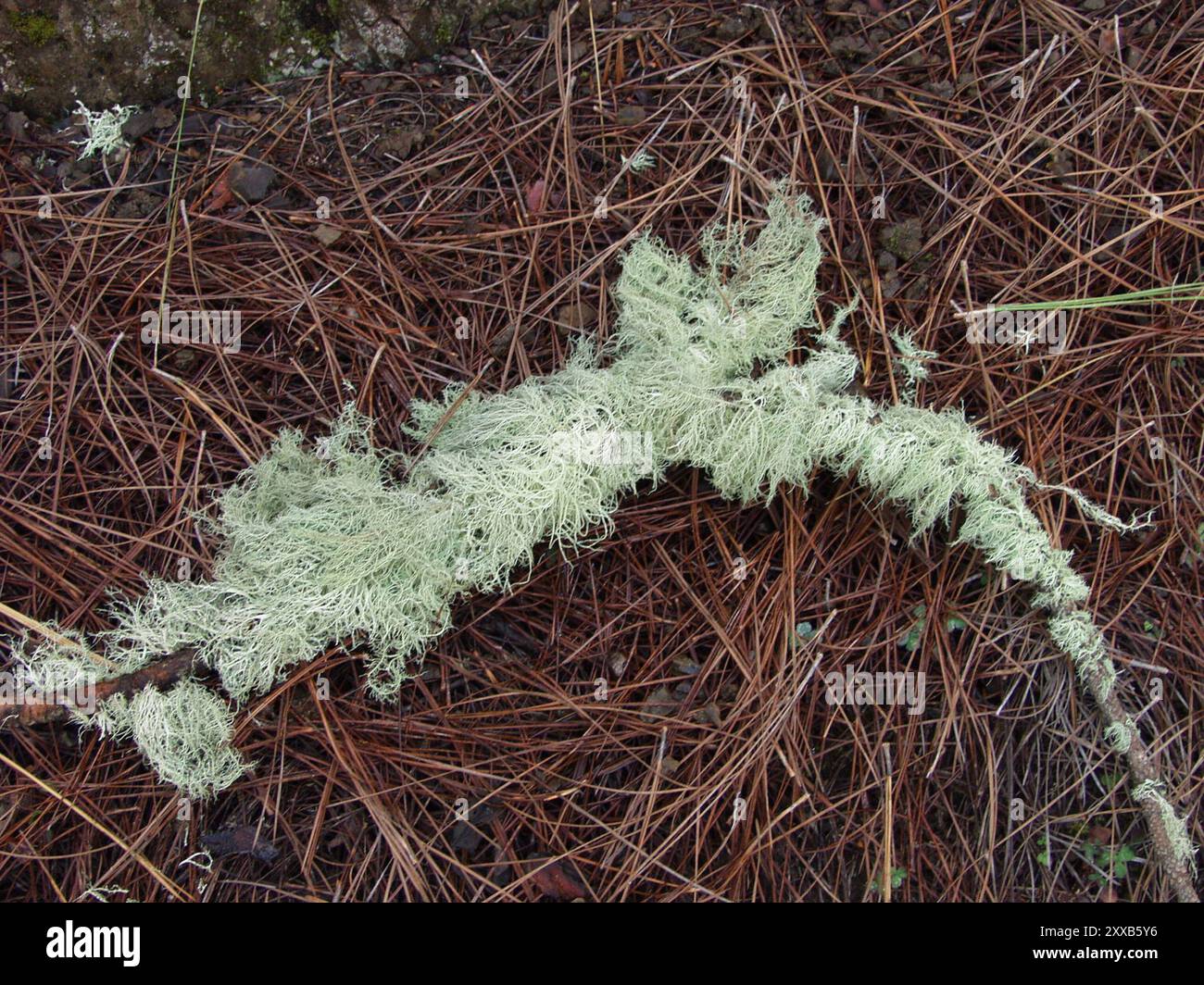 beard lichens (Usnea) Fungi Stock Photo - Alamy