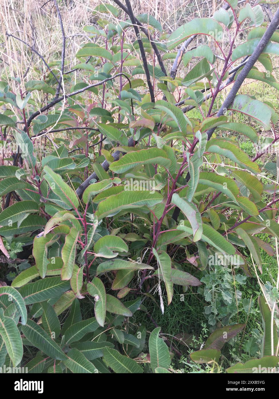 laurel sumac (Malosma laurina) Plantae Stock Photo - Alamy