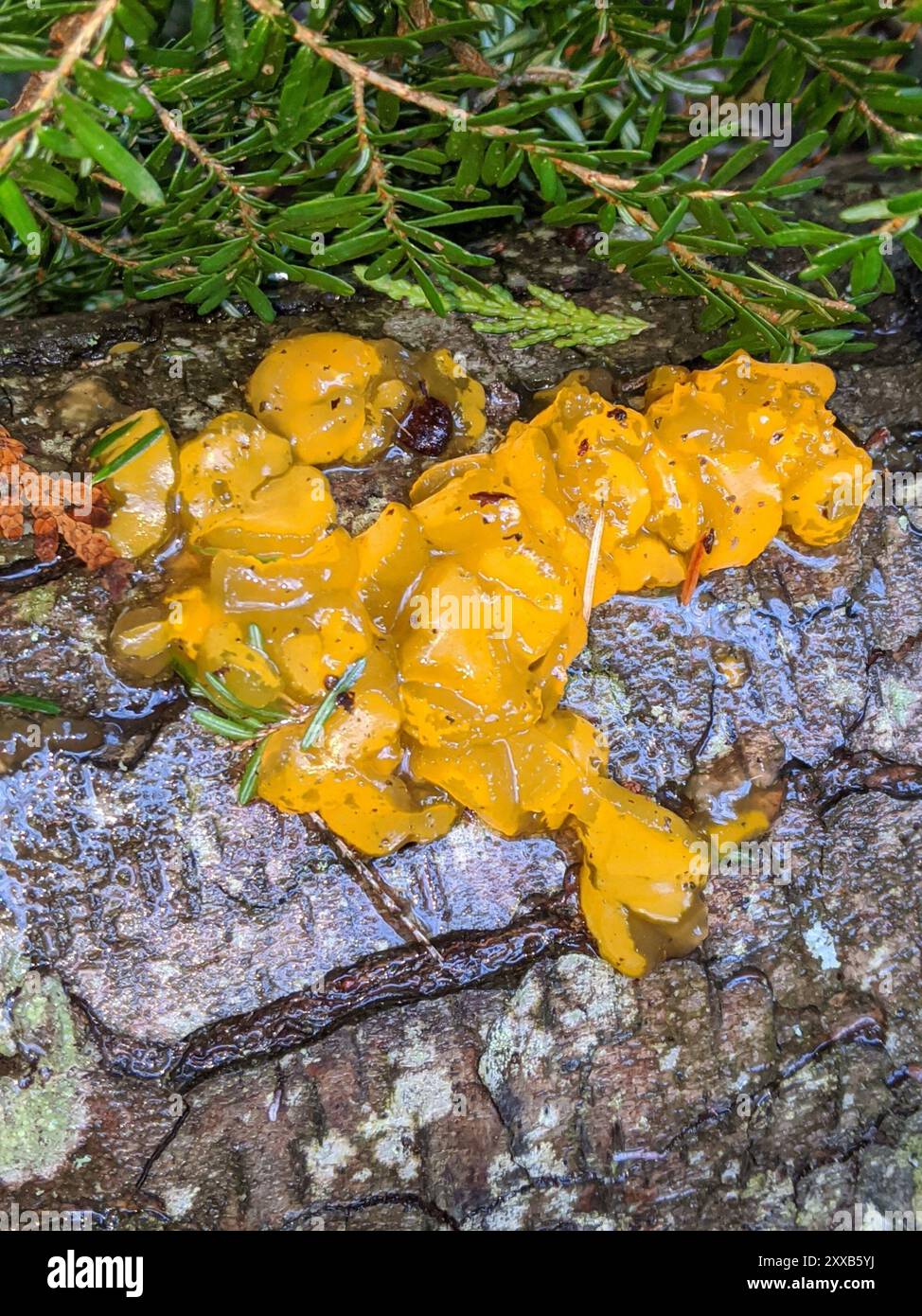 Orange Jelly Spot (Dacrymyces chrysospermus) Fungi Stock Photo - Alamy