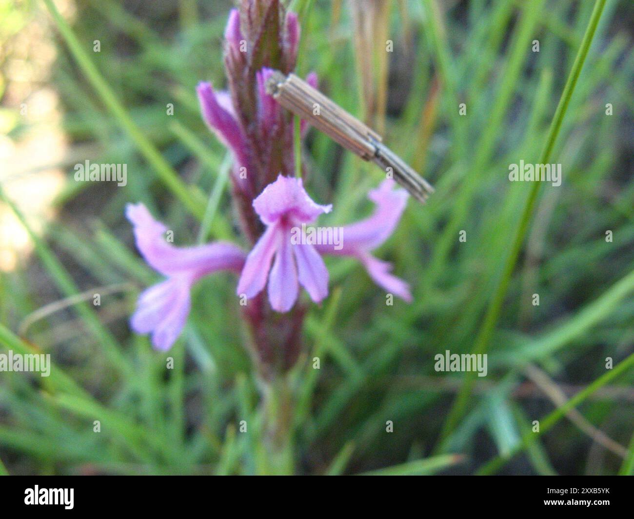 Small Pink Witchweed (Striga bilabiata) Plantae Stock Photo - Alamy