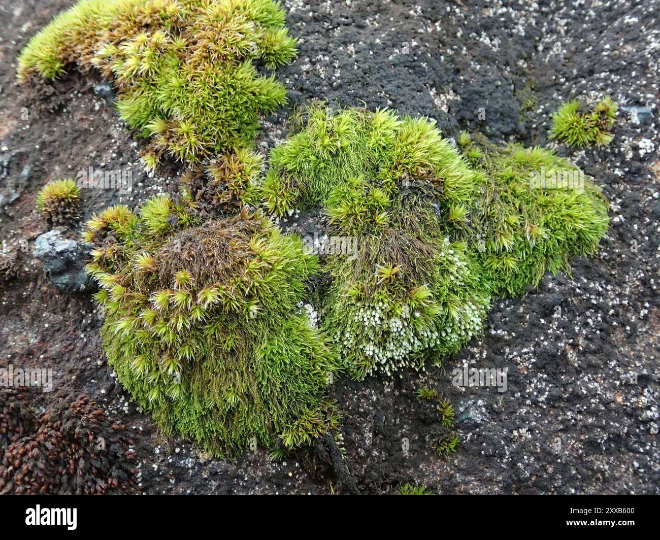 Rock Mosses (Grimmiaceae) Plantae Stock Photo - Alamy