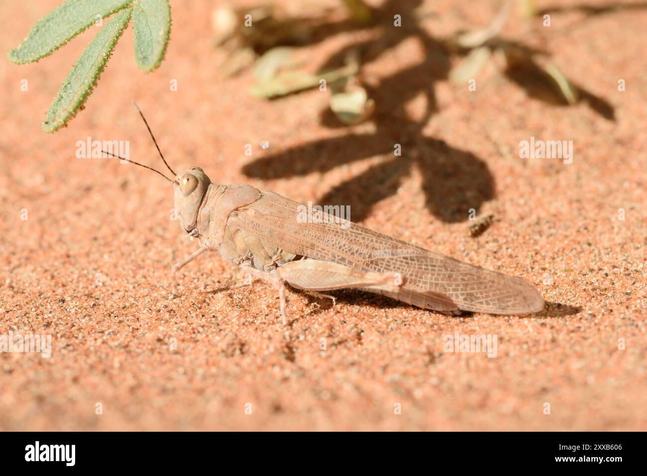 Side profile of a grasshopper on sandy desert terrain, United Arab ...