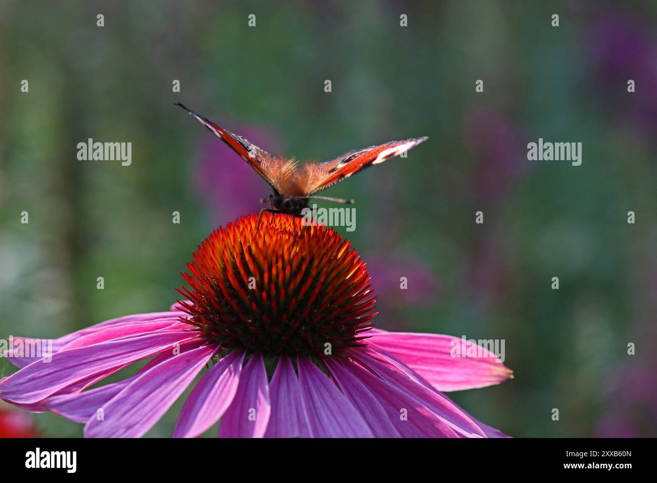 A Peacock butterfly spreads its wings on the central cone of an ...