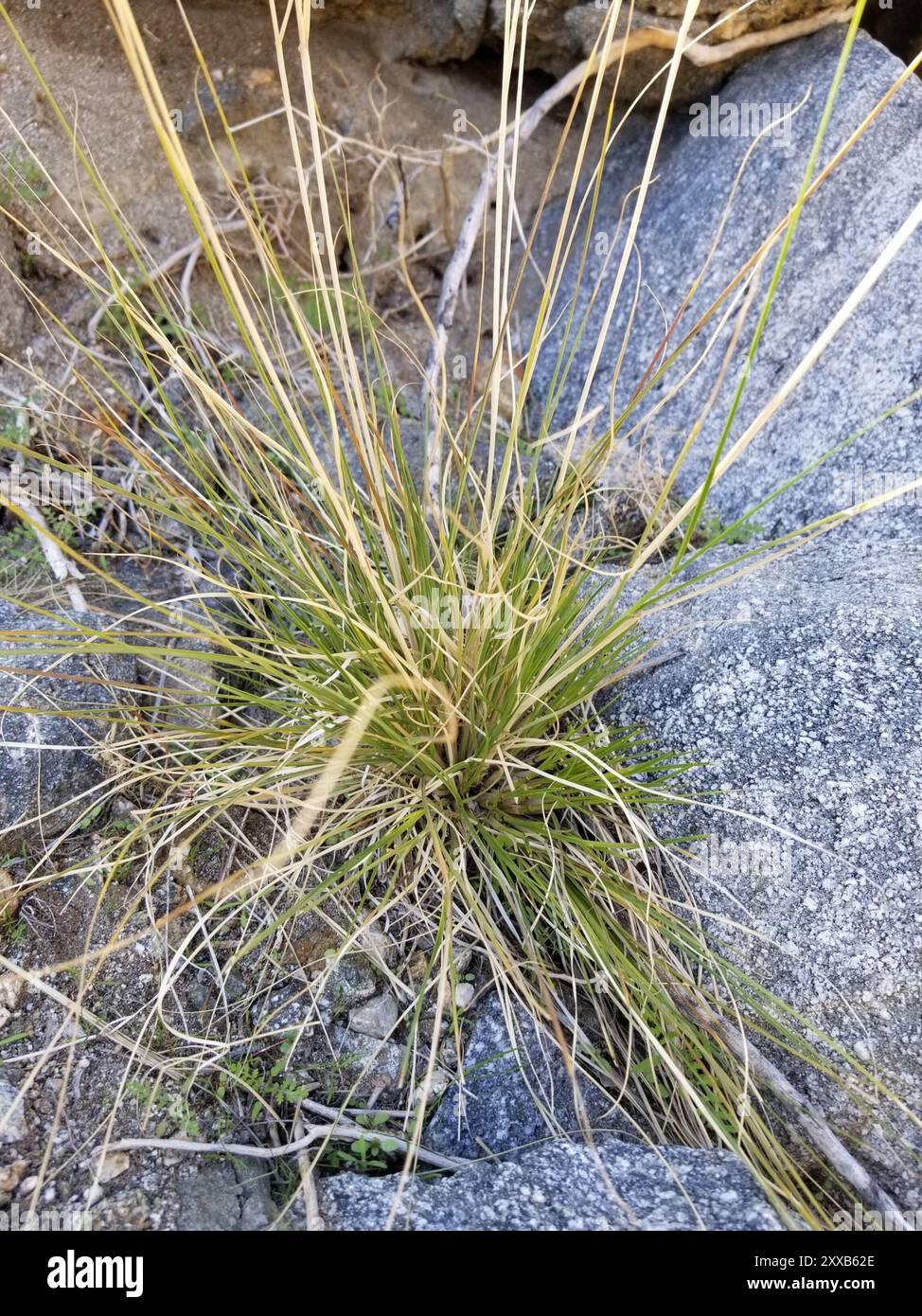 grasses (Poaceae) Plantae Stock Photo - Alamy