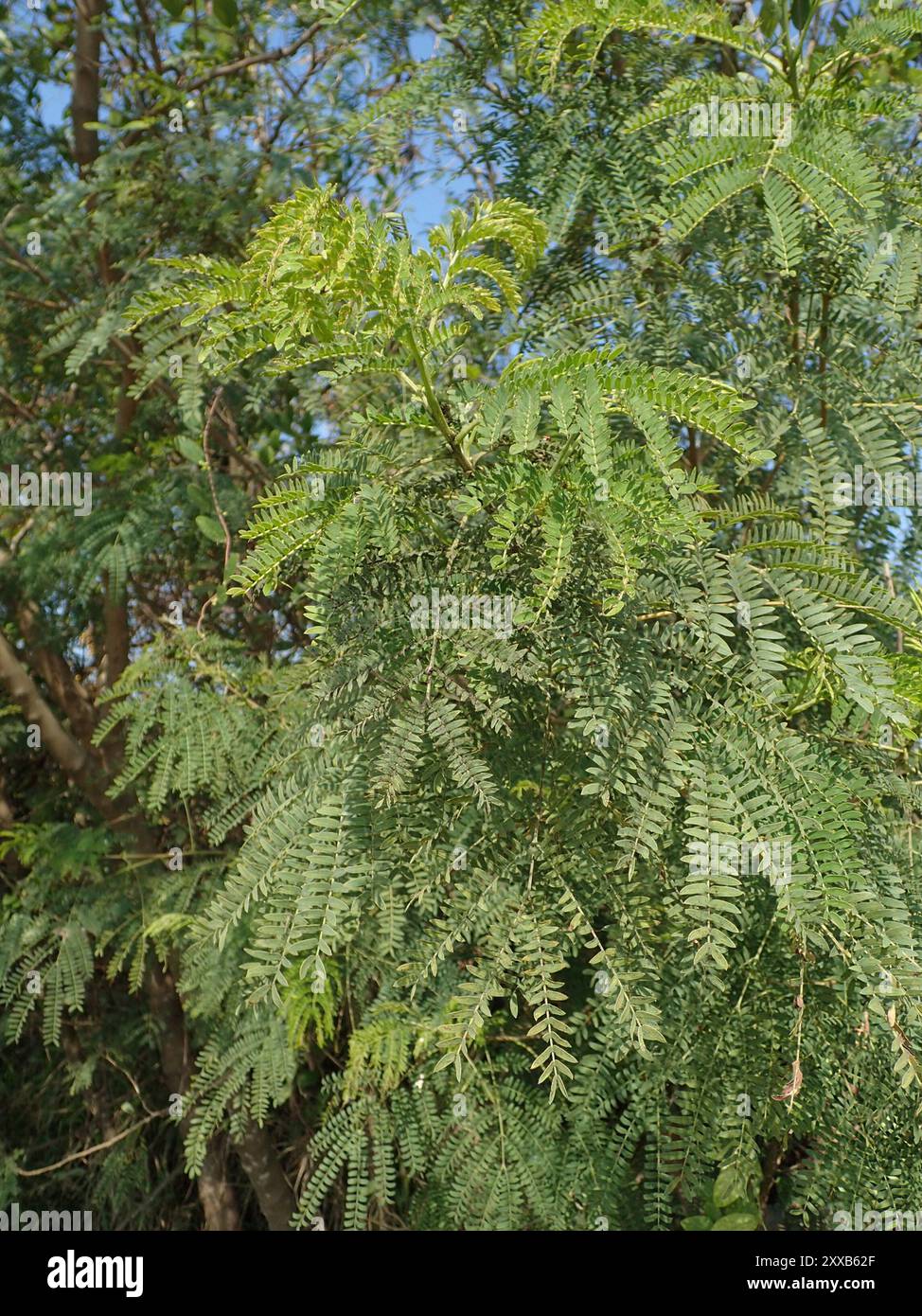 White leadtree (Leucaena leucocephala) Plantae Stock Photo - Alamy