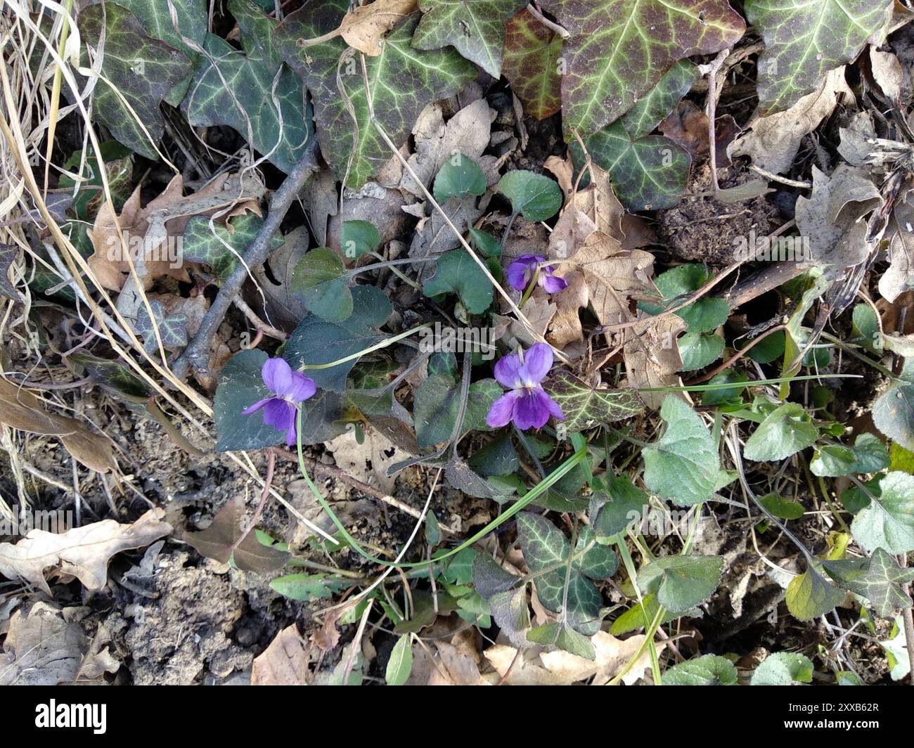 Sweet violet (Viola odorata) Plantae Stock Photo - Alamy