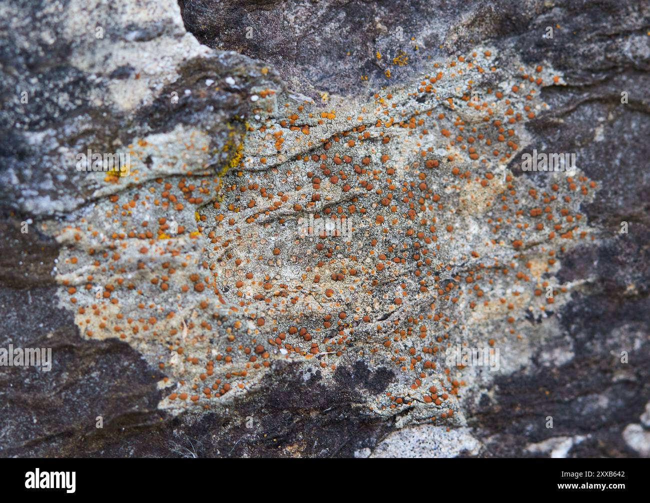 Sulphur Firedot (Gyalolechia flavovirescens) Fungi Stock Photo - Alamy