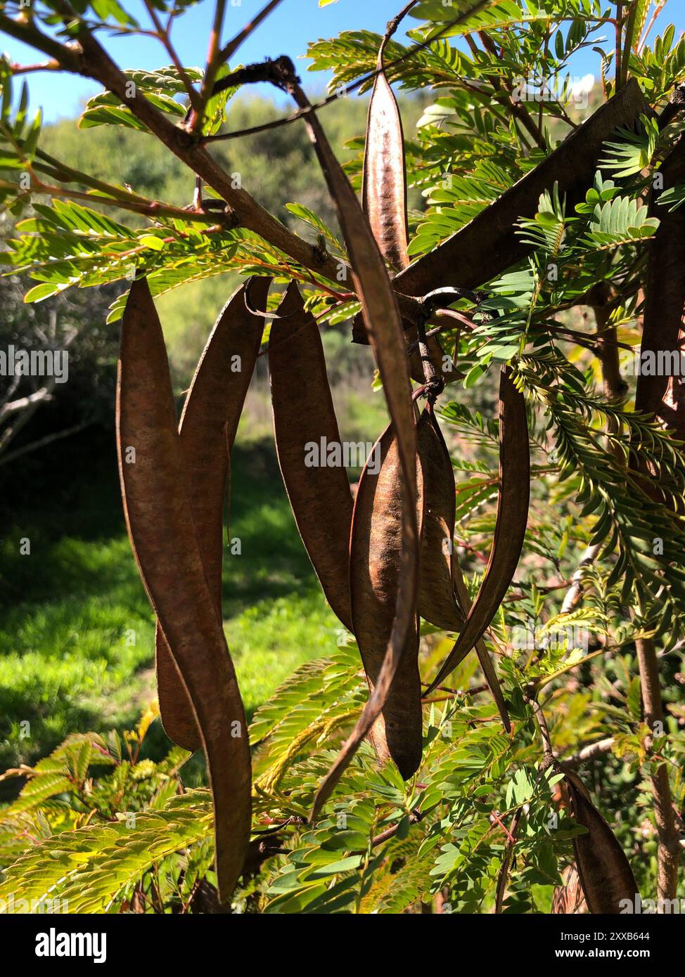 leadtrees (Leucaena) Plantae Stock Photo - Alamy