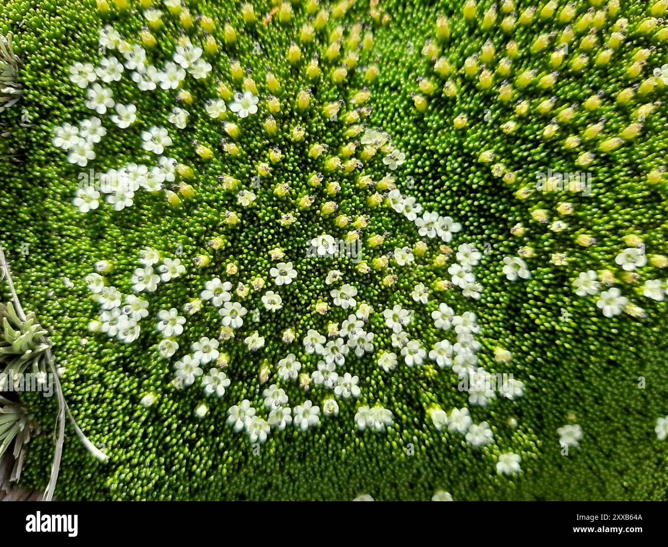 yellow cushionplant (Phyllachne colensoi) Plantae Stock Photo - Alamy